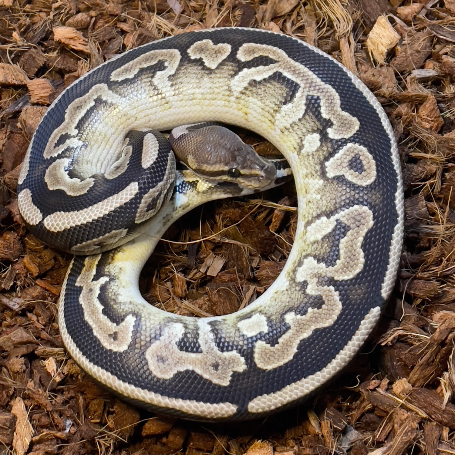 Black Pastel Phantom Het Desert Ghost Ball Python by Memphis Reptiles ...