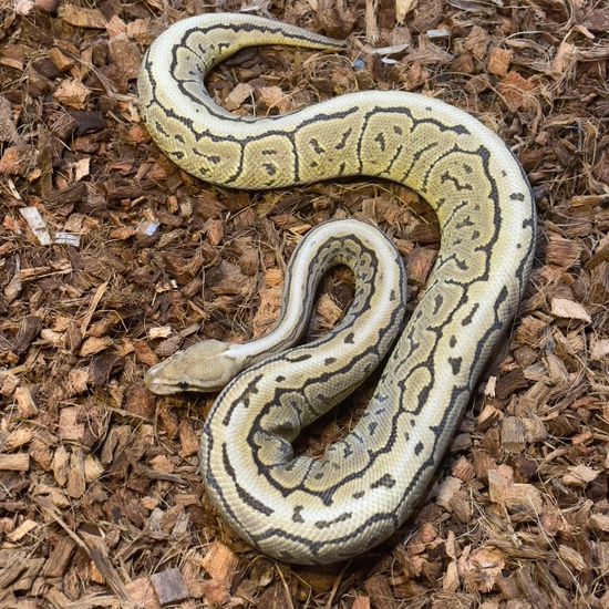 Pinstripe Black Pastel Spotnose Het Desert Ghost Ball Python by Memphis ...
