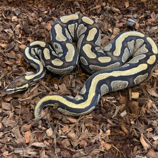 Russo Specter Enchi Ball Python by Memphis Reptiles
