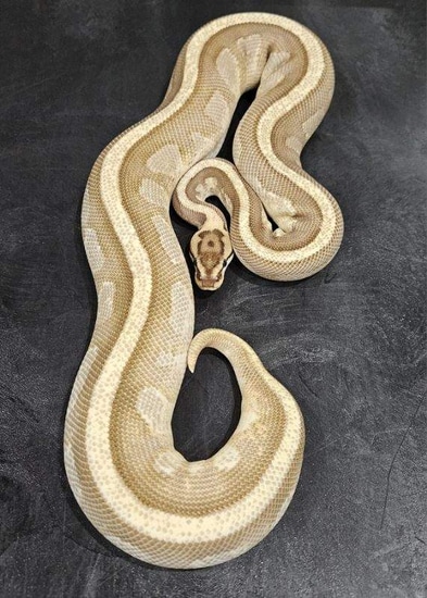 Russo Enchi Super Stripe Ball Python by Memphis Reptiles