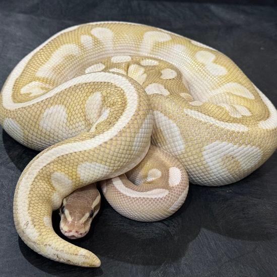 Coral Glow Purple Passion Ball Python by Memphis Reptiles