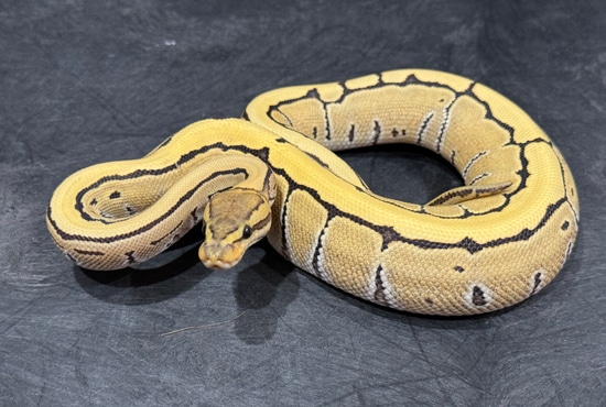 Desert Ghost Pinstripe Ball Python by Memphis Reptiles