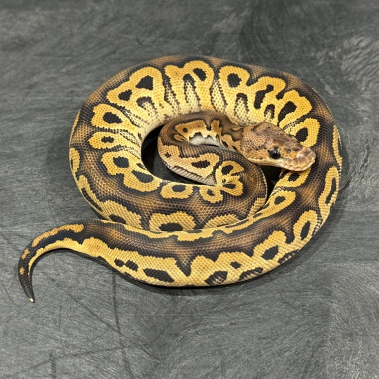 Black Pastel Clown Ball Python by Memphis Reptiles