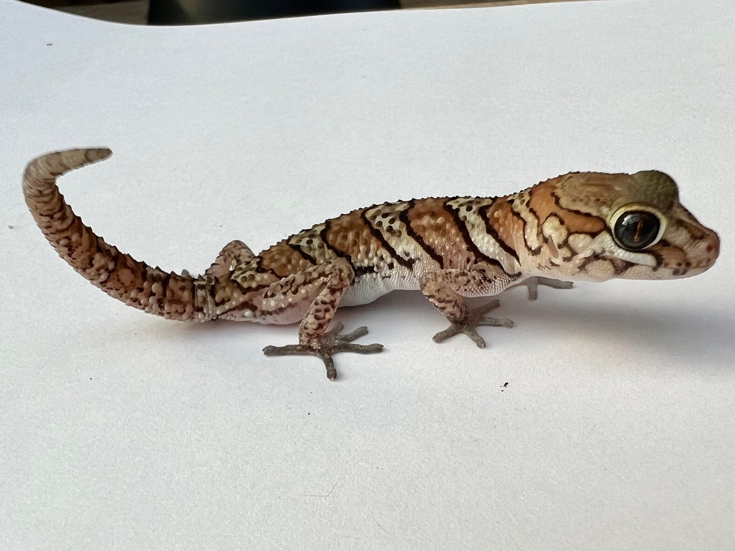 Het Anery Female Pictus Gecko More Gecko by Menagerie Obscura - MorphMarket