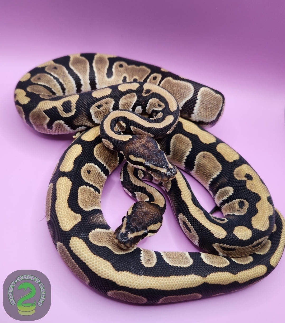 Triple Het M/F Pair 100% Het Desert Ghost, Pie, Hypo Ball Python by Hoity-Toity Balls - MorphMarket