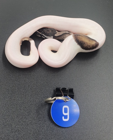 1,0 TSK Axanthic Pied Ball Python by CologneBalls