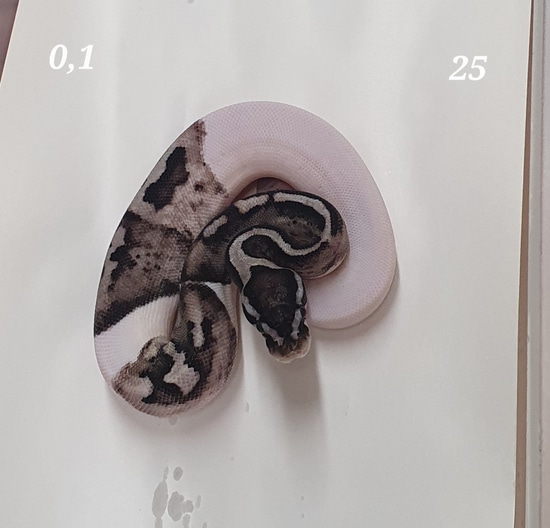Axanthic Pied TSK Ball Python by CologneBalls