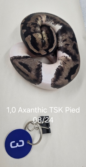 1,0 Axanthic TSK Pied Ball Python by CologneBalls