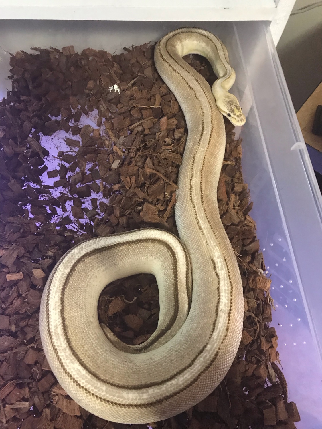 Pastel Butter Genetic Stripe (Proven) Ball Python by Menyhay Morphs ...