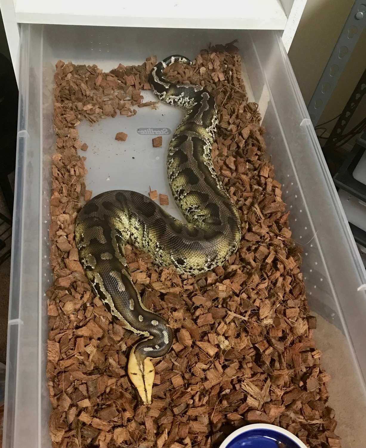 Pumpkin Head Short-tail Python Sumatran Short-tailed Python by Menyhay ...