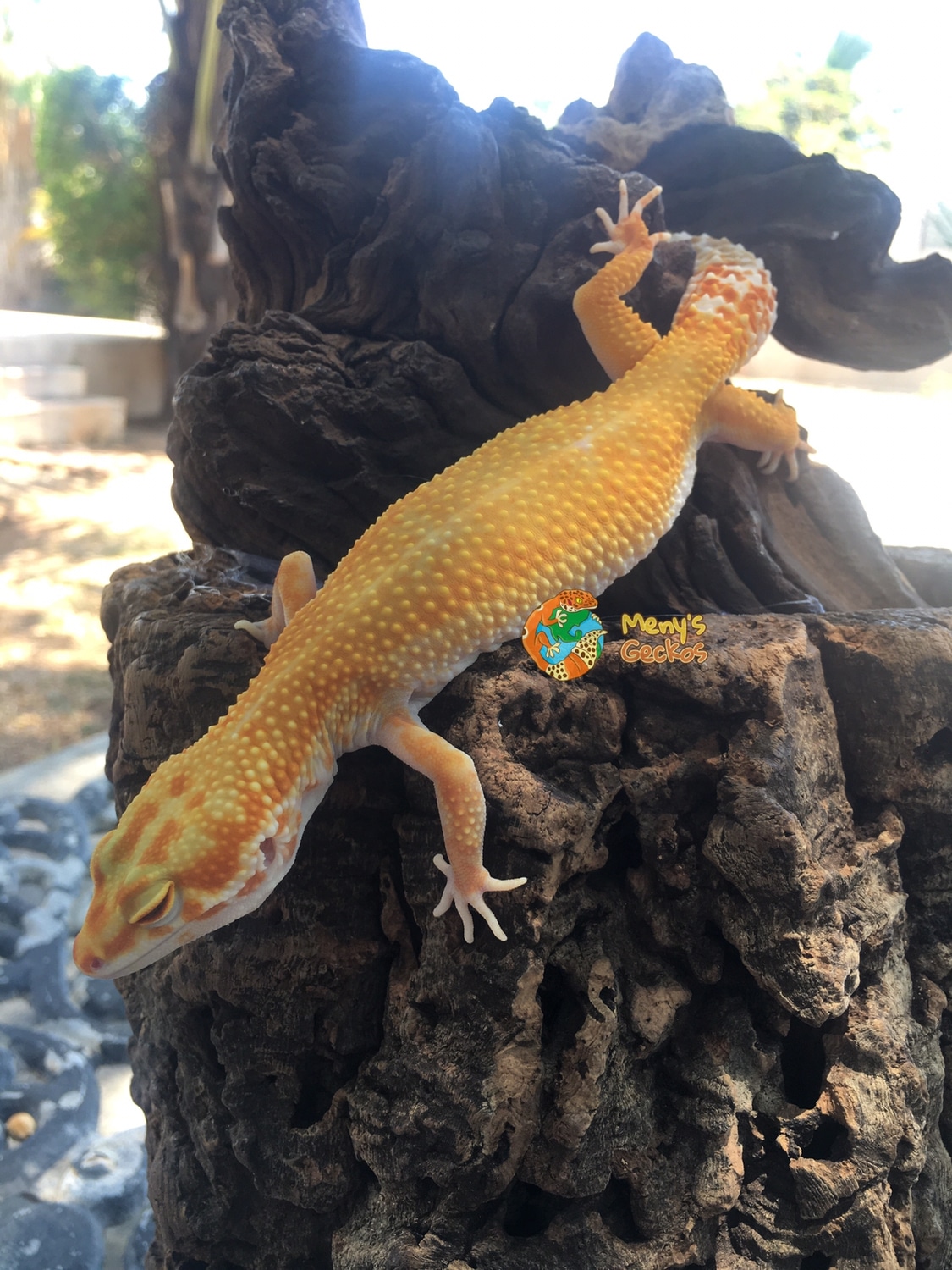 Blood X High Contrast Tremper Het Eclipse Leopard Gecko by Menys Geckos ...