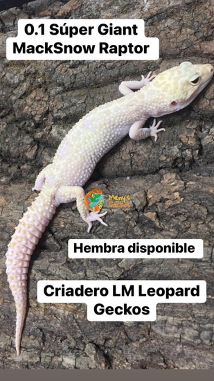 Super Giant Mack Snow Raptor Leopard Gecko by Menys Geckos