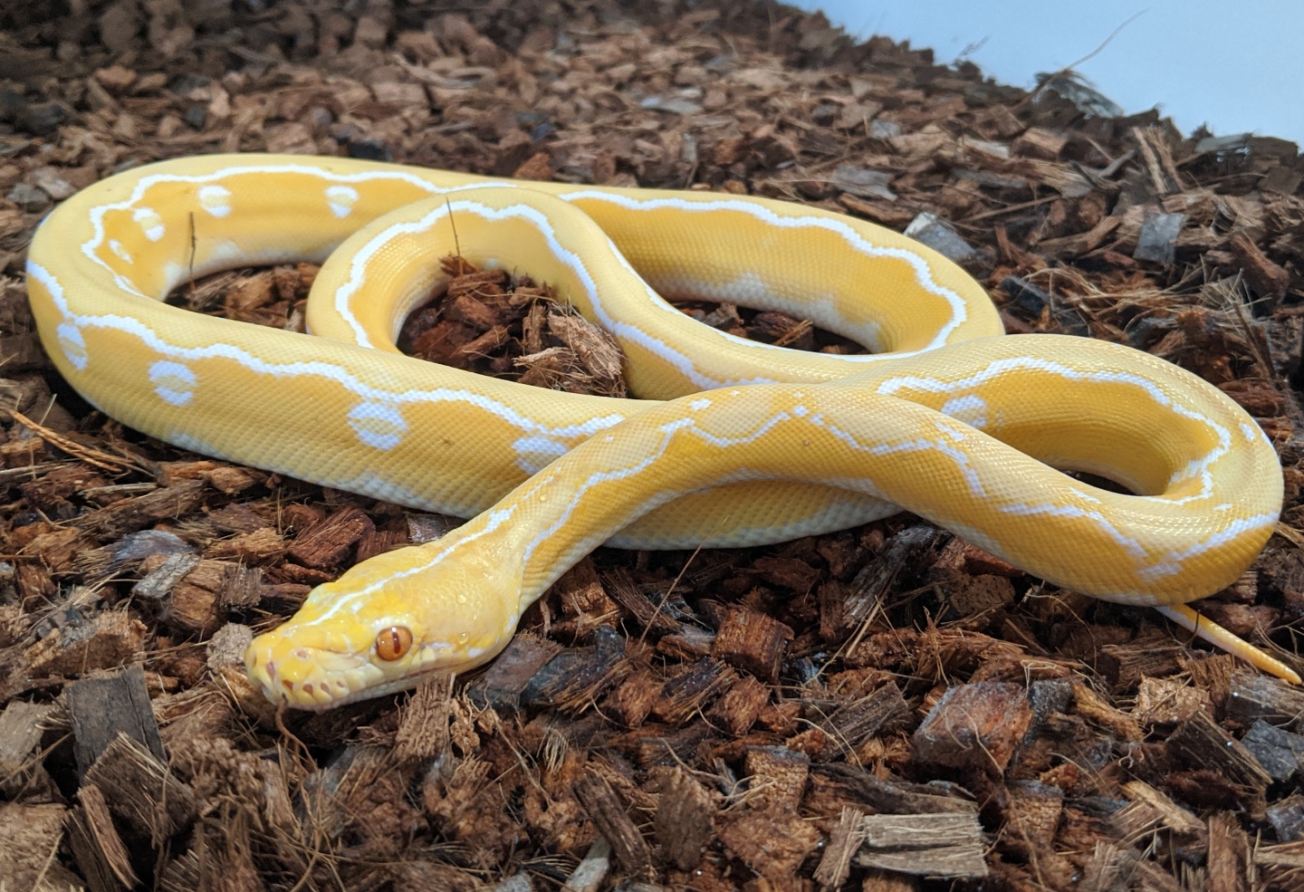 Albino Sunfire Reticulated Python by Meraki Misfits - MorphMarket