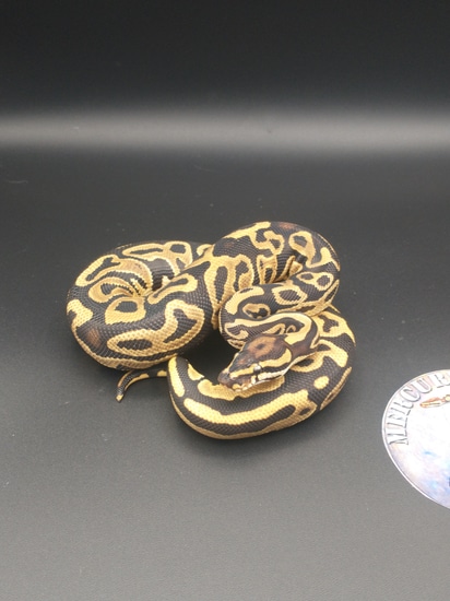 Leopard Yellowbelly Het Desert Ghost Ball Python by Mercury Exotics
