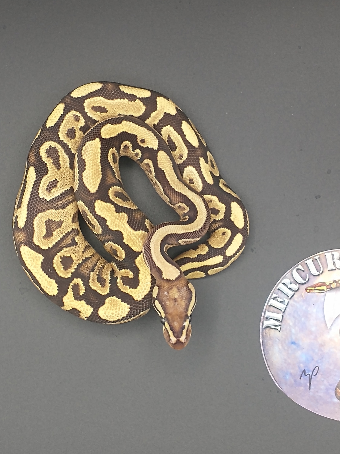 Fire Yellowbelly Het Desert Ghost Ball Python by Mercury Exotics ...
