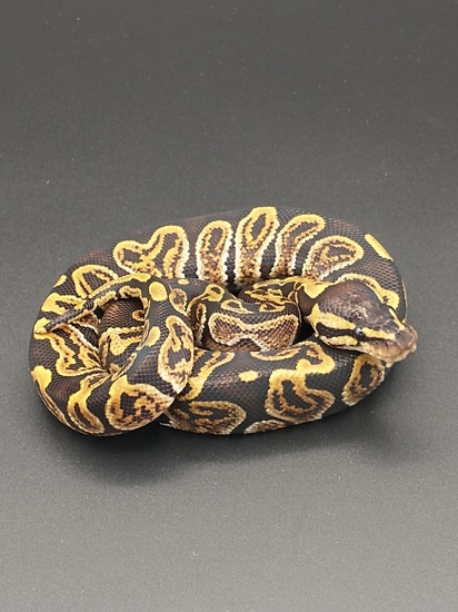 Ghi Het Desert Ghost Ball Python by Mercury Exotics