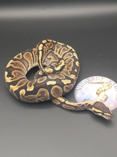 Ghi Het Desert Ghost Ball Python by Mercury Exotics