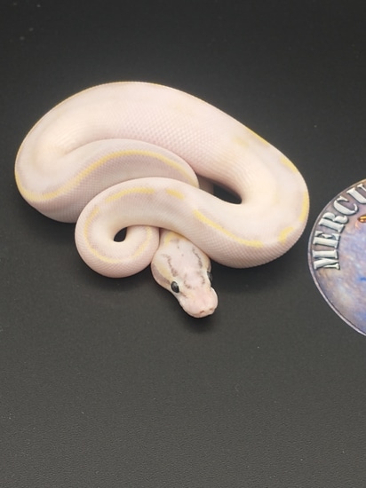 Pastel Ivory Het Desert Ghost Ball Python by Mercury Exotics