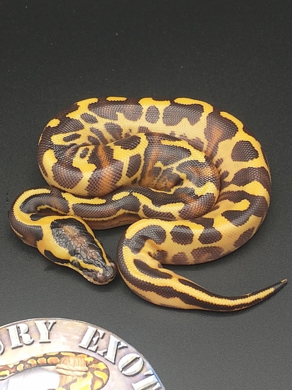 Leopard Super Enchi Freeway Ball Python by Mercury Exotics