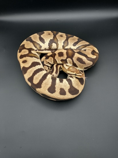 Fire Leopard Het Clown Ball Python by Mercury Exotics