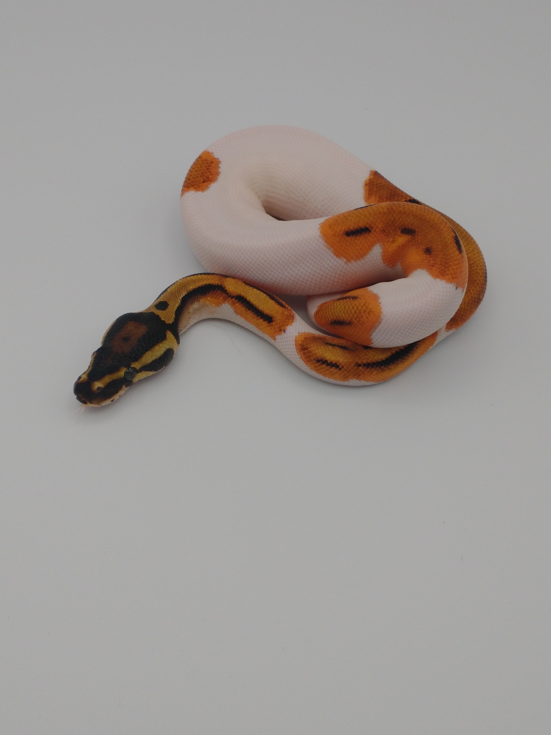Super Orange Dream Pied Ball Python by Mercury Exotics - MorphMarket