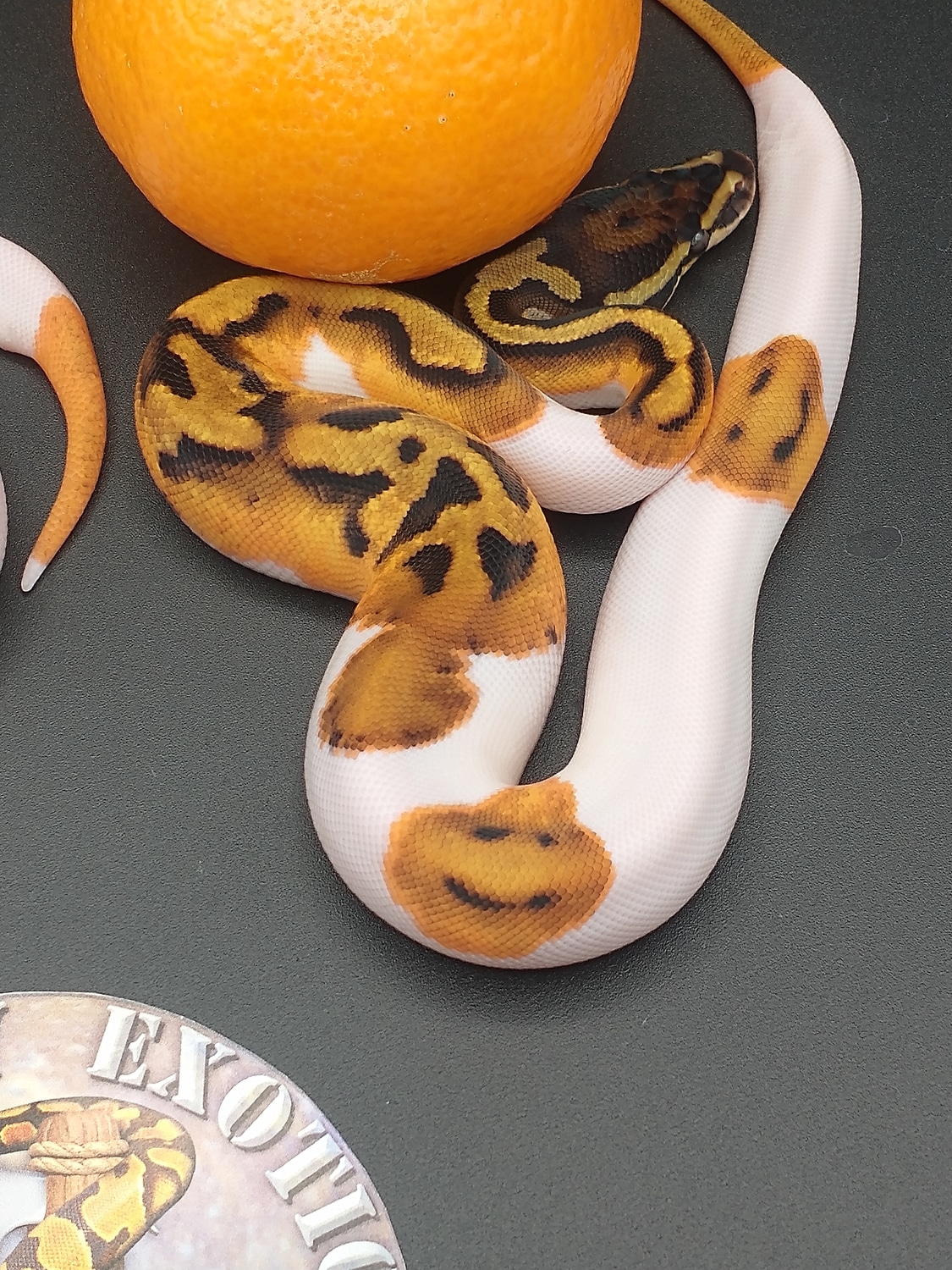 Orange Dream Emoji Pied Ball Python by Mercury Exotics - MorphMarket