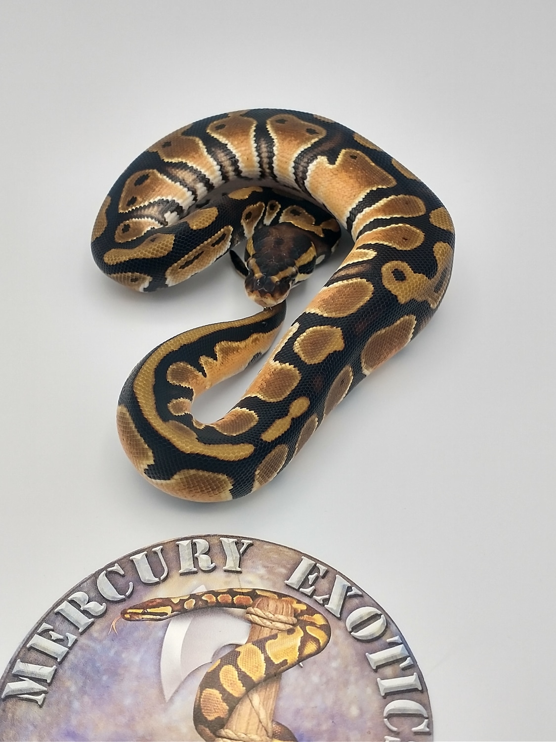 Orange Dream Het Pied Ball Python by Mercury Exotics - MorphMarket