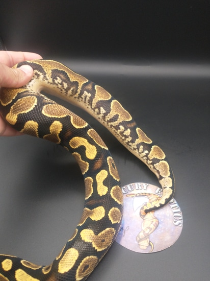 White Lace Yb Ball Python by Mercury Exotics