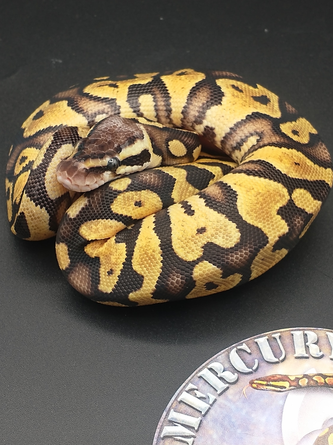 Pastel Yellowbelly Het Desert Ghost Ball Python by Mercury Exotics ...