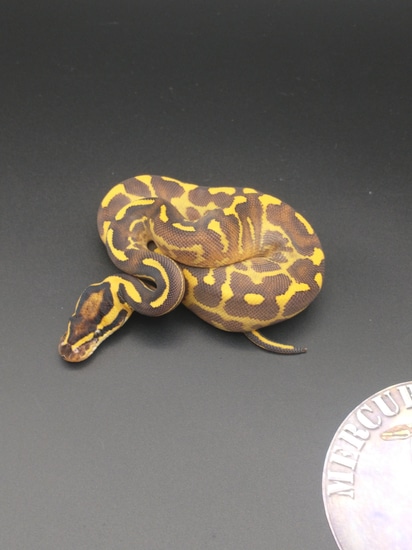 Leopard Enchi Freeway Ball Python by Mercury Exotics