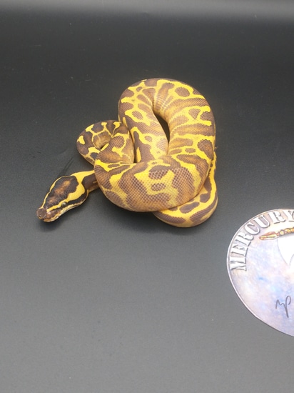 Leopard Enchi Freeway Ball Python by Mercury Exotics