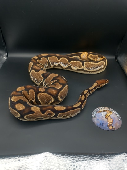 Orange Dream Calico Yellow Belly Ball Python by Mercury Exotics