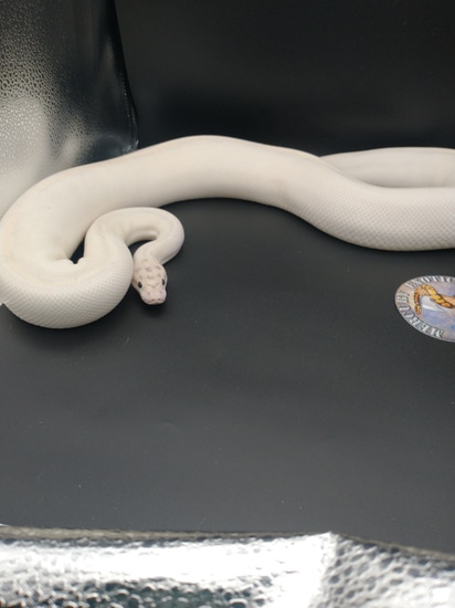 Leopard Fire Ivory Ball Python by Mercury Exotics