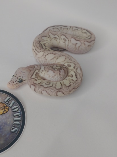 Pastel Spotnose Butter Clown Ball Python by Mercury Exotics