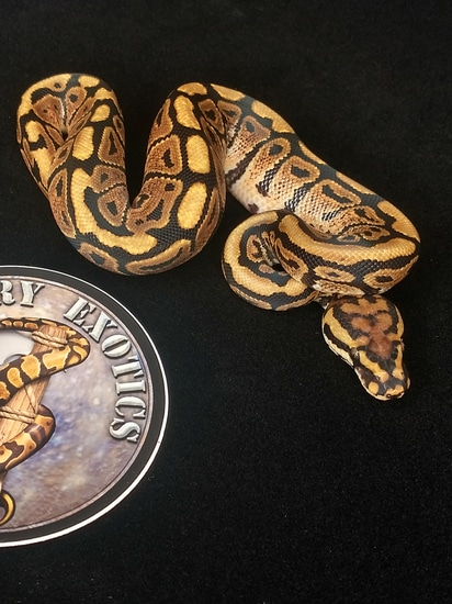 Spotnose Red Stripe Het Clown Ball Python by Mercury Exotics