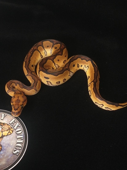 Red Stripe Clown Ball Python by Mercury Exotics