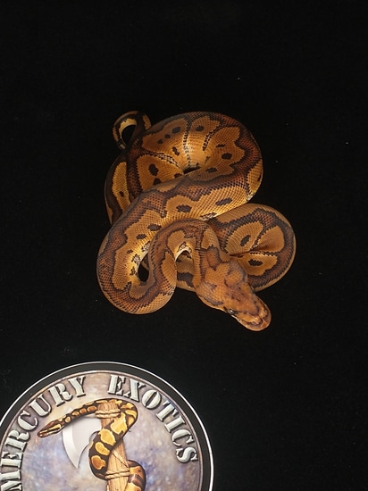 Red Stripe Clown Ball Python by Mercury Exotics