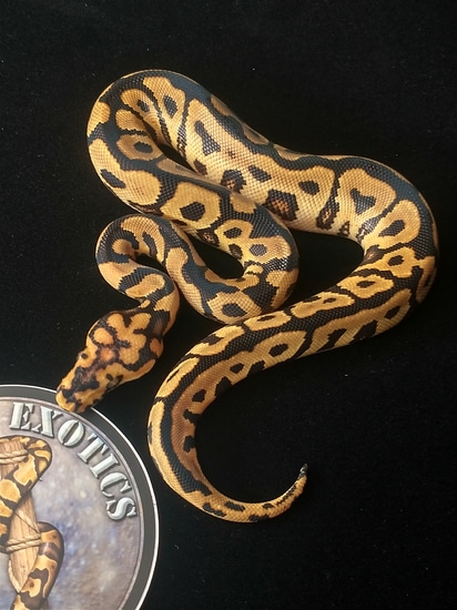 Spotnose Red Stripe Clown Ball Python by Mercury Exotics