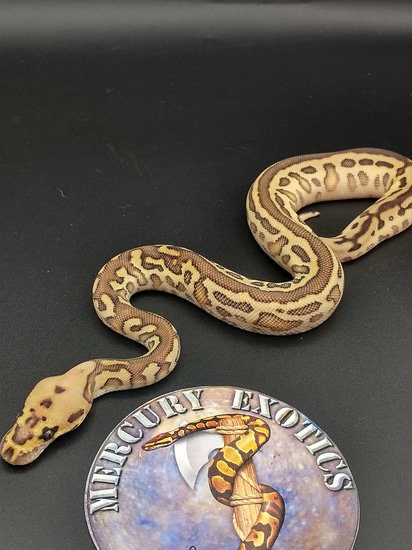 Spotnose Leopard Butter Clown Ball Python by Mercury Exotics