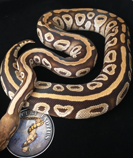 Cypress Russo Yb PB Ball Python by Mercury Exotics