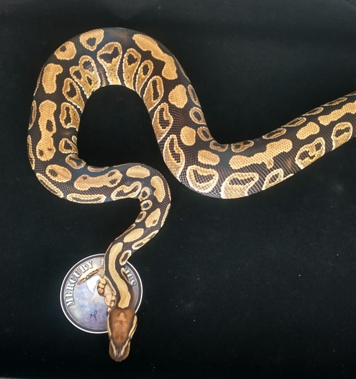 Cypress Het Clown Ball Python by Mercury Exotics