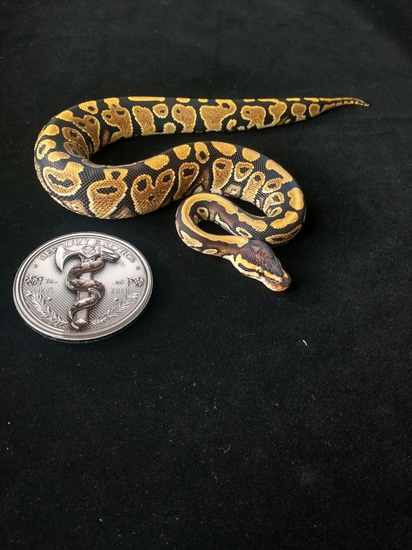Asphalt Het Clown Ball Python by Mercury Exotics