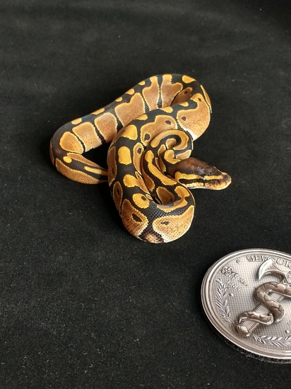 Female Het Puzzle Ball Python by Mercury Exotics