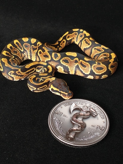 Trick Yellowbelly Het Puzzle Ball Python by Mercury Exotics