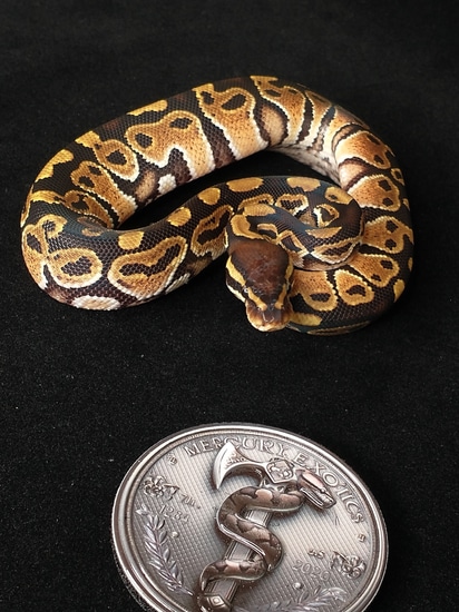 Trick Het Puzzle Ball Python by Mercury Exotics