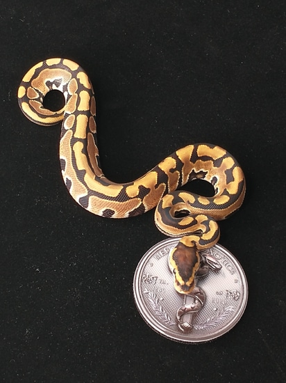 Puzzle Ball Python by Mercury Exotics