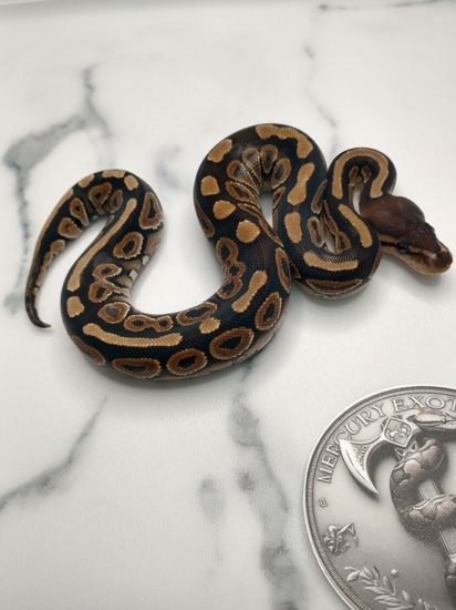 Cinnamon Het Puzzle Ball Python by Mercury Exotics