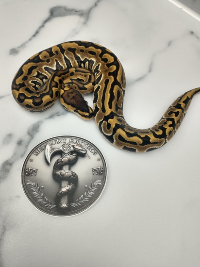 Chocolate Puzzle Het Clown Ball Python by Mercury Exotics