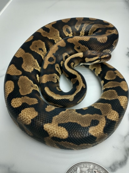 PB Acid Yb Het Desert Ghost Ball Python by Mercury Exotics