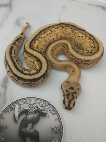 Spotnose Superstripe Het Desert Ghost Pos Od Ball Python by Mercury Exotics